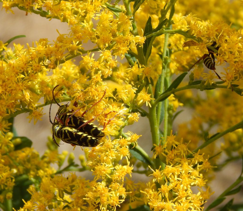 The Ladybug Garden – Native and Pollinator Plants